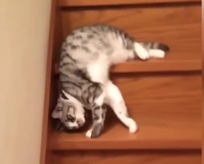 Ziemlich faule Katze | Hans-Wurst.net